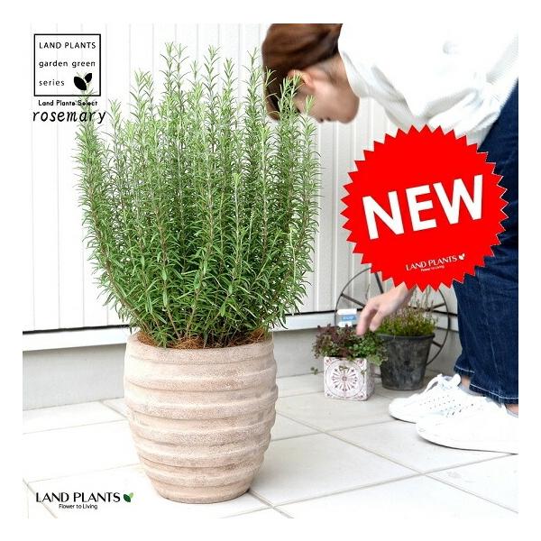 商品発送元：LAND PLANTSフラワー・ガーデニング*お水をあげれば・ぐんぐん成長します！*　　　冬も外でOK♪『 爽やかな香りのローズマリー　テラコッタセットでお庭にアクセントを♪ 』植替えいらずが◎ 　