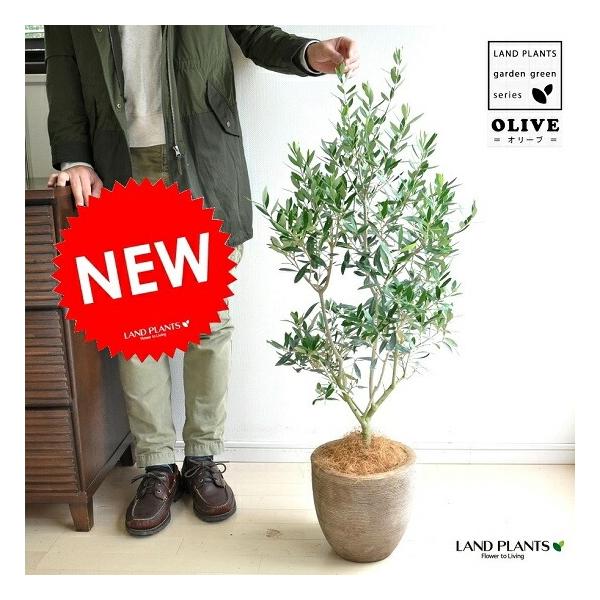商品発送元：LAND PLANTSフラワー・ガーデニング●メッセージカード無料です。　●ラッピング無料です。●新居お祝いギフトに最適！● お引越しのお祝いとして大人気です！●植替え不要　●ココファイバー付き　●育て方カード付き『 オリーブの...
