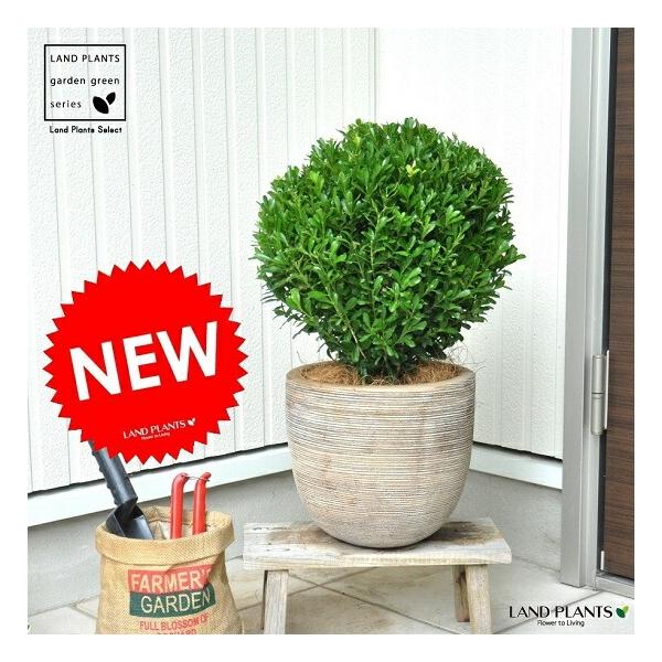 商品発送元：LAND PLANTSフラワー・ガーデニング『 まんまるボールの　可愛いトピアリー　ガーデニングのポイントに♪ 』ベランダガーデニングに最適です！存在感抜群!!　玄関先にピッタリサイズです！Garden green series...