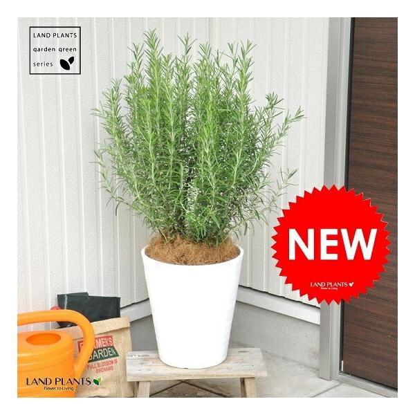 商品発送元：LAND PLANTSフラワー・ガーデニング『癒し効果』『虫除け効果』『温度調節』『人気の立性　ボリュームたっぷりの茂りが◎ 』　　　　　　* 清潔な植木鉢　大人気の白セラアート鉢シリーズです！ *Garden green se...