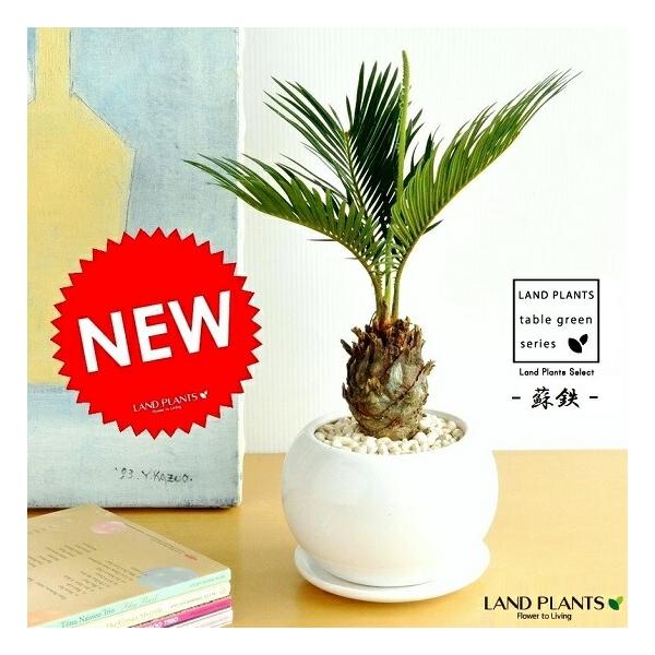 商品発送元：LAND PLANTSフラワー・ガーデニング『 お手入れ簡単！本当に簡単！　乾燥に強く長期の外出時もヘッチャラ♪ 』　　　　　　　　　　　　　　　　　　　　　　 植替えいらずが◎ 育てやすく　日本の環境に最も適した植物の１つです...