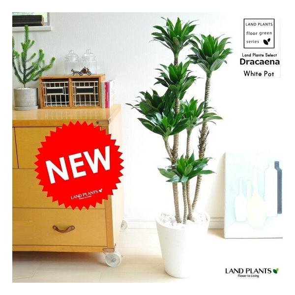商品発送元：LAND PLANTSフラワー・ガーデニング●植替え不要　●受け皿付属　●天然の飾り石　●育て方カード付『 爽やかな葉っぱでお部屋の印象ＵＰ↑　陶器のよう高品質のプラスチック鉢が◎ 』「贈答用様として　当店人気No.１の観葉植物...