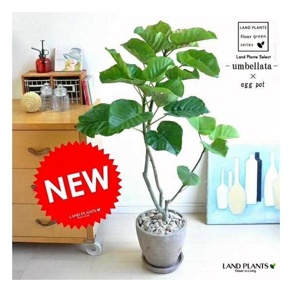 商品発送元：LAND PLANTSフラワー・ガーデニング●植替え不要　●受け皿付属　●天然の飾り石　●育て方カード付『 ハートの形の可愛い葉っぱで　お部屋の印象ＵＰ↑　大人気のテラコッタ陶器鉢が◎ 』「当店 人気Ｎｏ．１観葉植物！　フィカス...