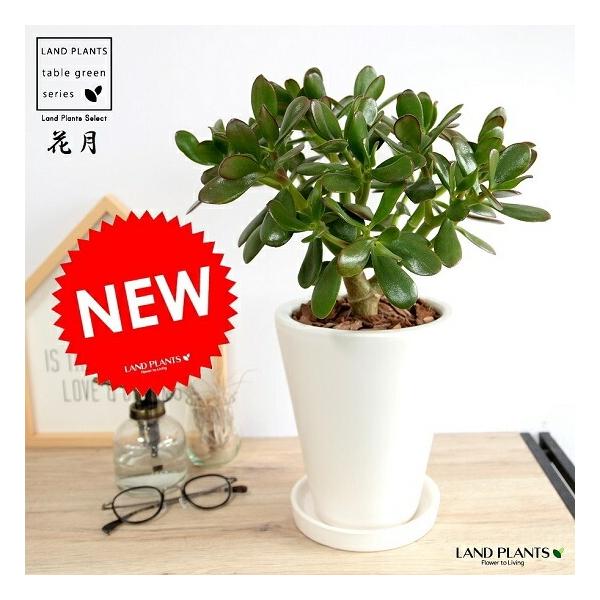 商品発送元：LAND PLANTSフラワー・ガーデニング●植替え不要　●バークチップ付き　●育て方カード付き『 金のなる樹を育てませんか？　ベランダやお庭に素敵なワンポイントを！ 』デザイン陶器鉢に　こだわりの土を使い植え込みました♪ 玄関...
