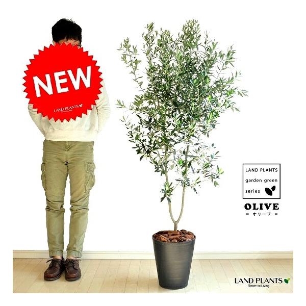 商品発送元：LAND PLANTSフラワー・ガーデニング●メッセージカード無料です。　●ラッピング無料です。●新居お祝いギフトに最適！● お引越しのお祝いとして大人気です！●植替え不要　●ココファイバー付き　●育て方カード付き『 オリーブの...