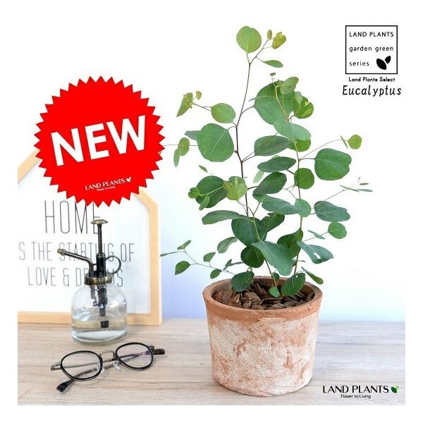 商品発送元：LAND PLANTSフラワー・ガーデニング病害虫も少なく強い種類の樹です。　　ユーカリに含まれる製油（ユーカリ油）には殺菌・解毒・鎮痛・防虫作用があるといわれています。　　　　お庭のシンボルツリーとして使われることが多いです。...