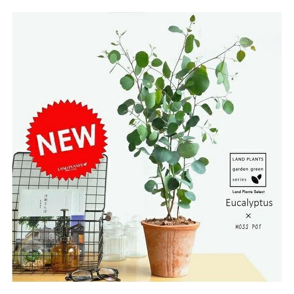 商品発送元：LAND PLANTSフラワー・ガーデニング●植替え不要　●ココファイバー　●育て方カード付き『 ユーカリの樹を育てませんか？　ベランダやお庭に素敵なワンポイントを！ 』風合いのあるテラコッタ鉢に　こだわりの土を使い植え込みまし...