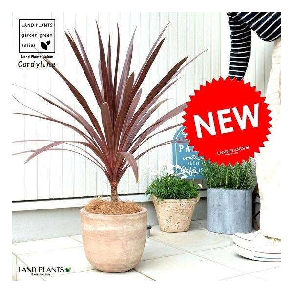 商品発送元：LAND PLANTSフラワー・ガーデニング●植替え不要　●ココファイバ付き　『スタイリッシュ』『シンボルツリー』『アクセントグリーン』 『幹上がりの美しい樹形　赤葉の美しい品種レッドスター』 大人気商品です!!　　お求めやすい...