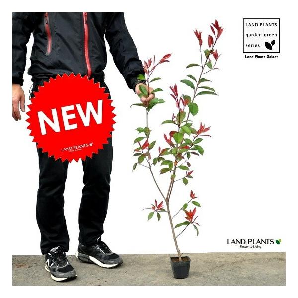 商品発送元：LAND PLANTSフラワー・ガーデニング病害虫も少なく強い種類の樹です。　　    　　   グングン成長します！                             　　　　   大人気のレッドロビンの苗木です。◎ 地...