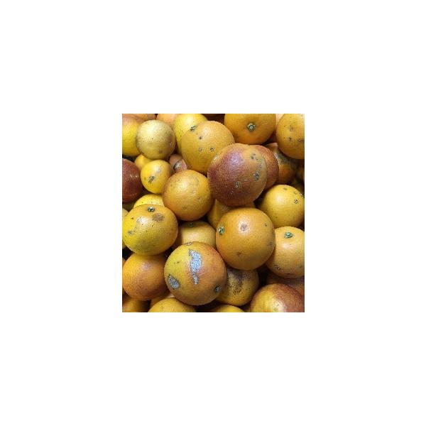 商品発送元：鹿島みかん村フード・菓子※化学農薬・化学肥料・除草剤は使用しておりません。（外観が悪い訳あり、サイズ混合）タロッコやモロと呼ばれる品種です。外皮はやや剥きにくいですが、内皮もそのまま食べられ果肉が赤くコクのある甘みと酸味で人気の...