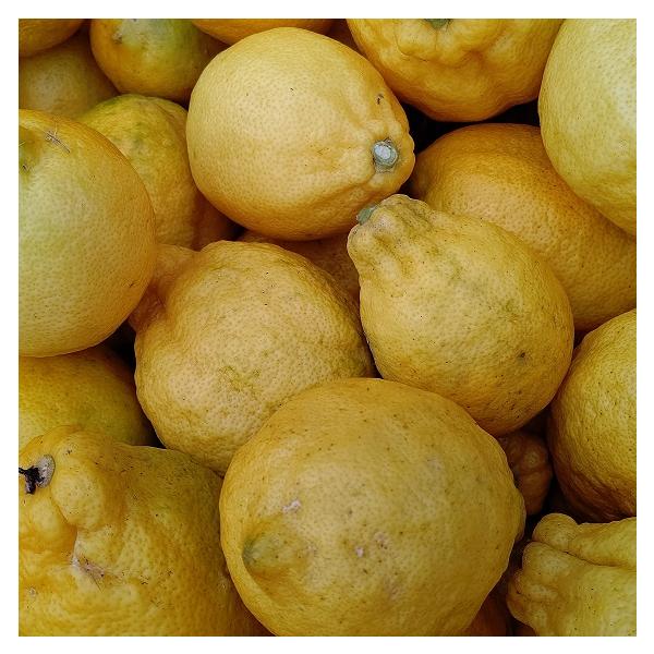 商品発送元：鹿島みかん村内容量：１０キロフード・菓子果汁が多く、レモンの香りは少ないタイプのレモンです。一玉が大きいです。9月上旬から10月にかけては、グリーンレモンで出荷しています。11月頃からは黄色になります。当園では外皮を食べても安心...