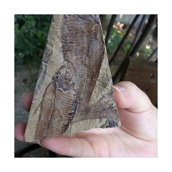 商品発送元：クリスタルマートサイズ：128mmx60mmx28mm産地：パラグアイジュエリー・アクセサリー、ジュエリー・アクセサリー、ルース魚の化石アマゾンで発見された魚が化石、広大なブラジルにはこのような化石が発見されます。