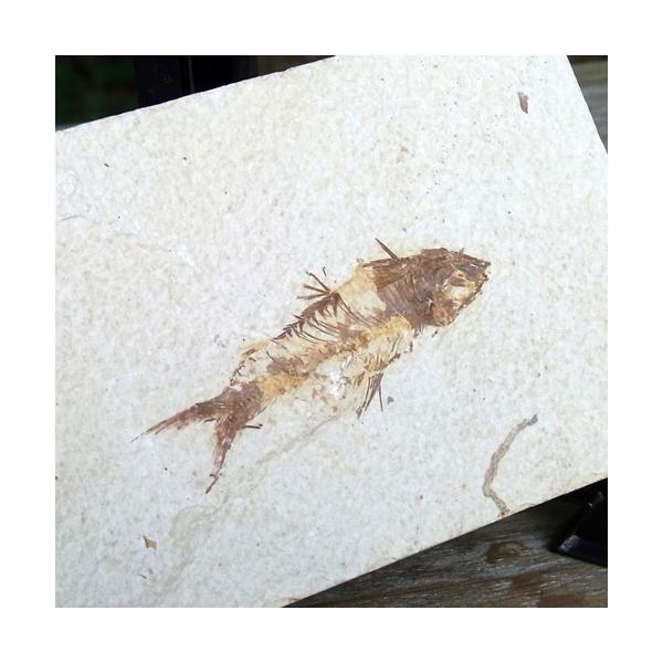 商品発送元：クリスタルマートサイズ：86mmx136mmx11mm産地：アメリカジュエリー・アクセサリー、ジュエリー・アクセサリー、ルース火山の噴火によって一瞬で閉じ込められ、数億年の時を経て化石となった魚