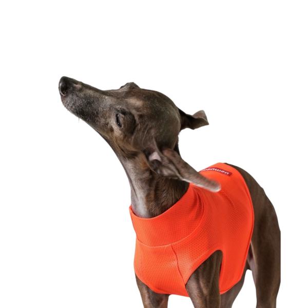 商品発送元：PEGION家電・AV機器・カメライタリアングレイハウンド専用にデザインされた高機能クーリングTシャツです。UV+ブロッキングと銀イオンコーティングを施した特殊素材を使用し、99.9%の抗菌・防臭効果を実現。通気性と速乾性に優れ...