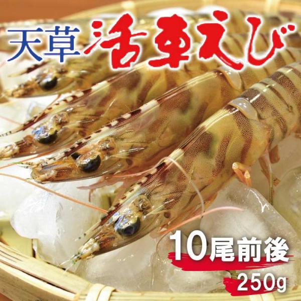 商品発送元：熊本天草特産品ショップお届け可能地域：関東、東海、関西、中国、四国、九州地方のみとなります。フード・菓子、水産物・水産加工品、エビ新鮮な状態でお届けするこの車海老は、口に入れればまさに絶品。豊かな海の恵みを心ゆくまでお楽しみくだ...