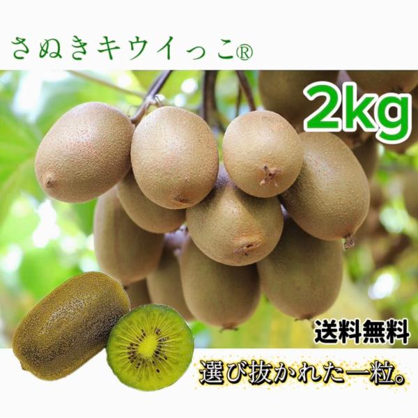 商品発送元：VITREオンラインショップヘルス・ダイエット香川の太陽の恵みをたっぷり受けて育った「さぬきキウイっこ」。丁寧な栽培と厳しい選別を経た、品質重視の“正規品”です。一粒ひと粒が美しく整ったキウイは、見た目の良さだけでなく、味わいも...