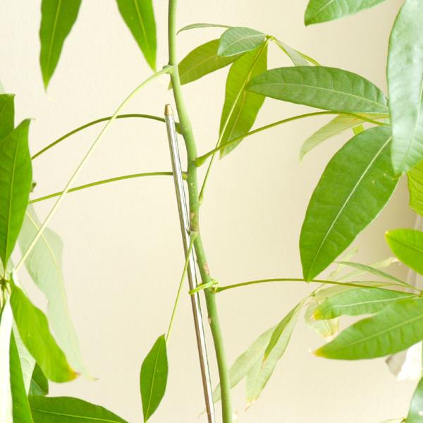 商品発送元：Wexthuset Japan Online StoreTelescopic Plant Supportフラワー・ガーデニング植物の成長に合わせて長さを調整できる便利な伸縮式プラントサポート。長さは28ｃｍから101ｃｍまで調節...