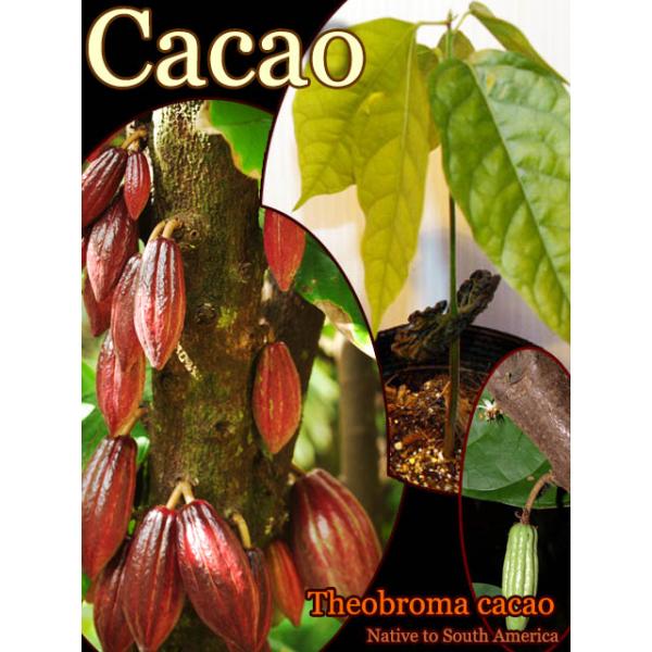 商品発送元：WORLD PLANTS MARKETフラワー・ガーデニング、植木・盆栽・果樹、果樹Theobroma cacao(テオブロマ・カカオ)は、チョコレートの原料となることで知られるアオギリ科の熱帯果樹です。幹や太い枝に直接花を咲か...