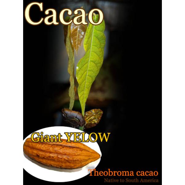 商品発送元：WORLD PLANTS MARKETフラワー・ガーデニング黄色い果皮の大型の果実のカカオ。チョコレートの原料となるテオブロマ・カカオ。○学名：Theobroma cacao ○アオギリ科 ○原産地：南アメリカ※画像は参考画像です。