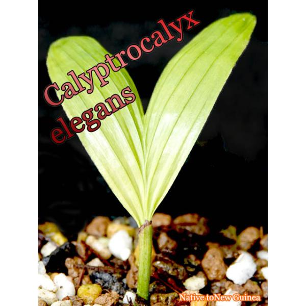 商品発送元：WORLD PLANTS MARKETフラワー・ガーデニング、観葉植物Calyptrocalyx elegans(カリプトロカリックス・エレガンス)は、ニューギニア原産の小型ヤシで、新葉が赤く展開する美しいカラーリーフが特徴のヤ...