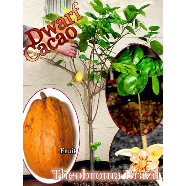 商品発送元：WORLD PLANTS MARKETフラワー・ガーデニング、植木・盆栽・果樹、果樹小型の苗からカカオ果実が結実し楽しめる、室内やベランダ栽培にも適したユニークな品種。丸みのある葉は可愛く、新芽も美しいので観葉植物としても面白い...