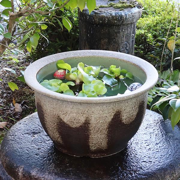 商品発送元：まるいち本店13時までの決済完了で当日出荷（土日祝日除く）生活・インテリア・文具品　番su-0055　金魚鉢、めだか鉢にお勧めの水鉢品　名信楽焼　15号灰釉千段すいれん鉢　［送料無料］サイズ・重量直径470×高さ270mm口径：...