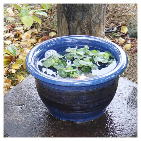 商品発送元：まるいち本店13時までの決済完了で当日出荷（土日祝日除く）生活・インテリア・文具品　番su-0133　金魚鉢、めだか鉢にお勧めの水鉢品　名信楽焼　13号ナマコ色すいれん鉢　【送料無料】サイズ・重量直径430×高さ260mm（外寸...