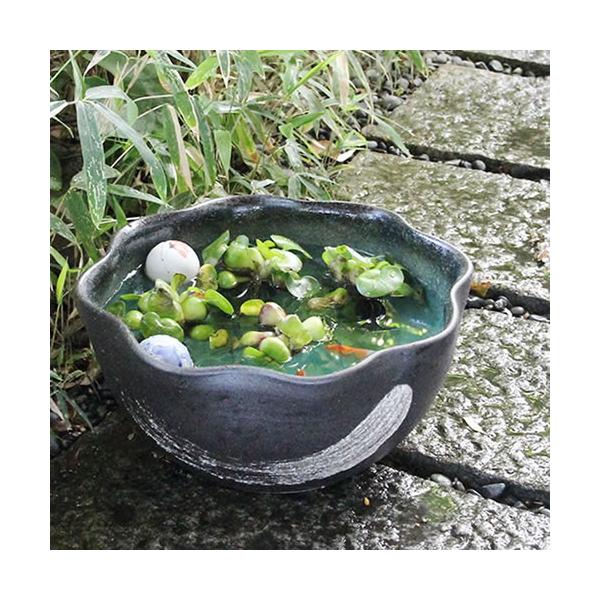 商品発送元：まるいち本店13時までの決済完了で当日出荷（土日祝日除く）生活・インテリア・文具品　番su-0157　金魚鉢、めだか鉢にお勧めの水鉢品　名信楽焼　12号緑釉ハケメ花型水鉢　【送料無料】サイズ・重量直径385×高さ175ミリ（外寸...