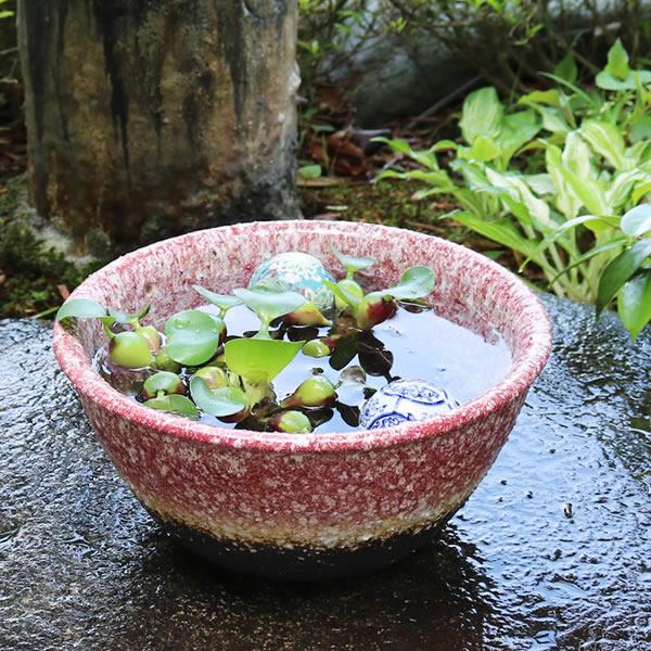 商品発送元：まるいち本店13時までの決済完了で当日出荷（土日祝日除く）生活・インテリア・文具品　番su-0258　金魚鉢、めだか鉢にお勧めの水鉢品　名信楽焼　10号紅窯変めだか鉢 ［送料無料］サイズ・重量直径300×高さ140mm重量：2....