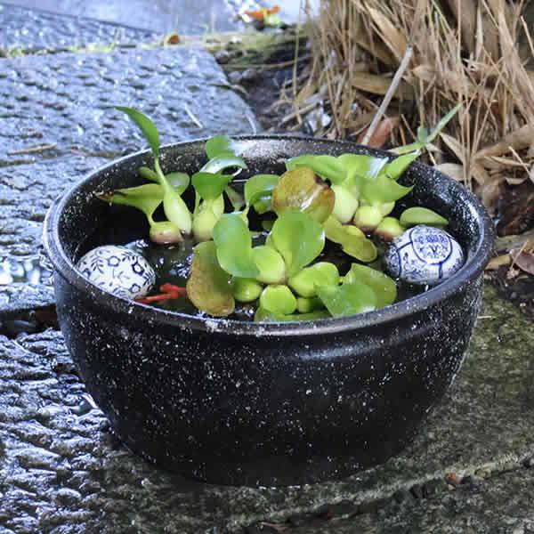 商品発送元：まるいち本店13時までの決済完了で当日出荷（土日祝日除く）生活・インテリア・文具品　番su-0279　金魚鉢、めだか鉢にお勧めの水鉢品　名信楽焼　黒ビードロ水鉢　【送料無料】サイズ・重量直径320×高さ150mm（外寸）口径：3...