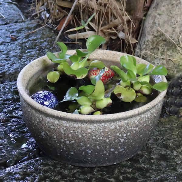 商品発送元：まるいち本店13時までの決済完了で当日出荷（土日祝日除く）生活・インテリア・文具品　番su-0280　金魚鉢、めだか鉢にお勧めの水鉢品　名信楽焼　白窯変水鉢　【送料無料】サイズ・重量直径320×高さ150mm（外寸）口径：300...