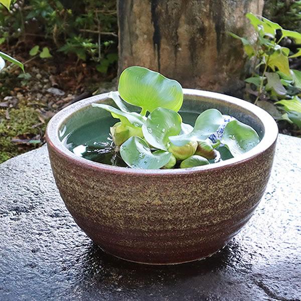 商品発送元：まるいち本店13時までの決済完了で当日出荷（土日祝日除く）生活・インテリア・文具品　番su-0140　金魚鉢、めだか鉢にお勧めの水鉢品　名信楽焼　10号窯肌水鉢 ［送料無料］サイズ・重量サイズ：直径300×高さ155mm（外寸）...