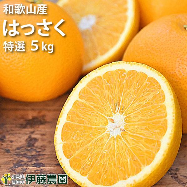 みかん/ミカン/蜜柑/mikan/mikann/フルーツ/かんきつ/柑橘/柑橘類/お試し/訳あり/デコポン/同品種/不知火/しらぬい/はるみ/八朔/ハッサク/はっさく/甘夏/あまなつ/アマナツ/清見/清見オレンジ/きよみ/キヨミ/オレンジ/...