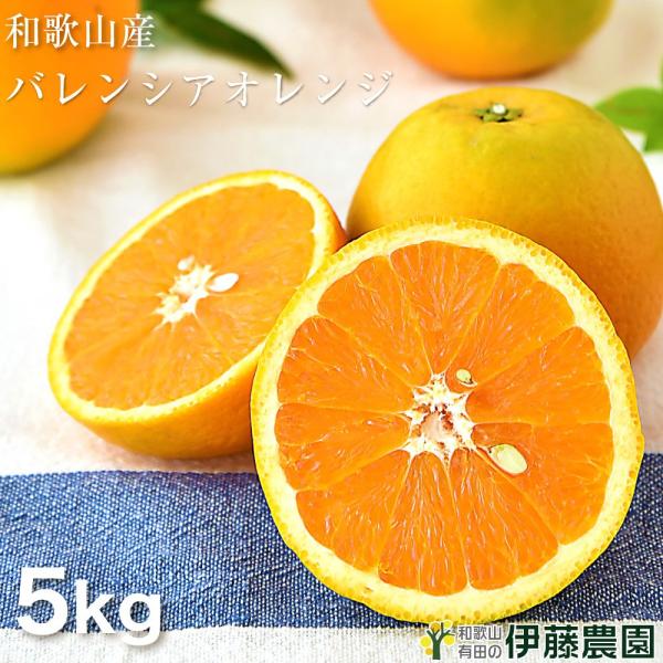 みかん/ミカン/蜜柑/mikan/mikann/フルーツ/かんきつ/柑橘/柑橘類/お試し/訳あり/デコポン/同品種/不知火/しらぬい/はるみ/八朔/ハッサク/はっさく/甘夏/あまなつ/アマナツ/清見/清見オレンジ/きよみ/キヨミ/オレンジ/...