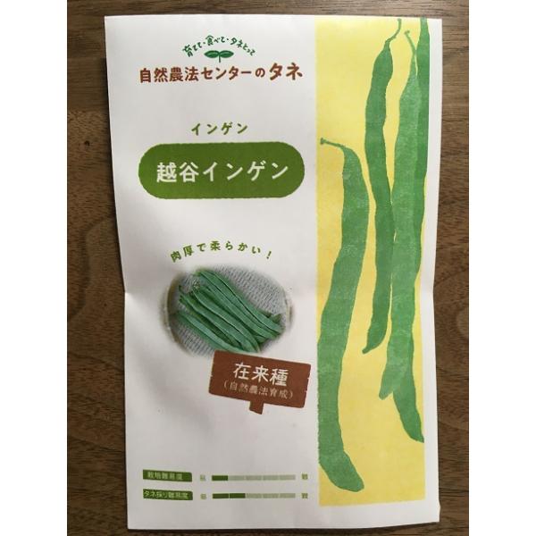 【発売日：2026年02月27日】※郵便配達に日数を要しますので、種まきまでの日数に１週間程度余裕をもってご注文ください。発送は最速を尽くしますが、土日祝日は郵便が休配になります。---播種時期：5〜8月頃収穫時期：7〜10月頃越谷インゲン...