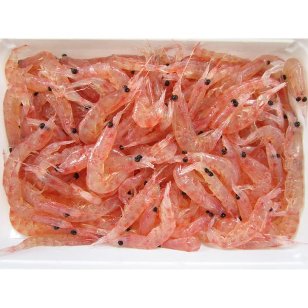 ◆Ｇ加工◆・生きた状態にきわめて近い姿の復元・適度な身の弾力・変色防止処理・不凍加工（-20℃まで凍りません）「Ｇ加工」は独自配合した特殊液を使用した、メーカーオリジナルの加工法です。解凍の必要がなく、使いたいときにすぐ使えるのが特徴です。...