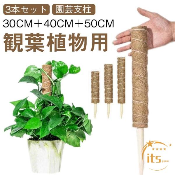 花ささえ 支柱 ポトス モンステラ ココスティック 3本セット ココナッツ支柱 植物 支柱 倒れ防止 植物サポート 園芸支柱 つる性植物 ガーデニング