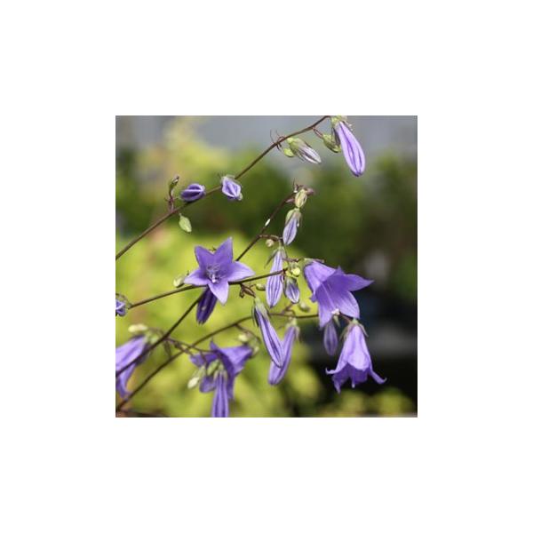 華奢な花茎に濃紫の花をつけます。シャジンの仲間で、背が高くなります。株が大きくなるとボリューム感が出て見事で、洋風・和風の庭どちらにも合います。本州、四国、九州、朝鮮半島、中国の山地に分布します。