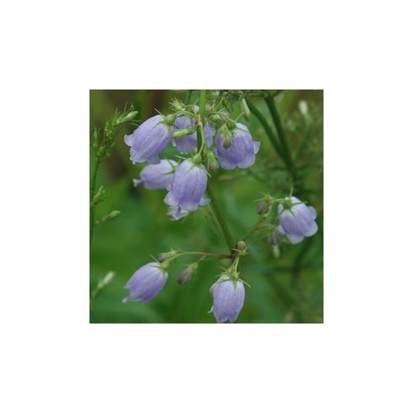 「釣鐘人参（ツリガネニンジン）」は、夏に淡紫色のベル型の花をいくつも吊り下げて咲かせる植物で、輪生する葉が特徴的（たまに互生や対生になることもあります）。長い花茎がまっすぐ立ち、夏のお庭を爽やかに彩ります。山菜の「トトキ」として若芽や根を食...