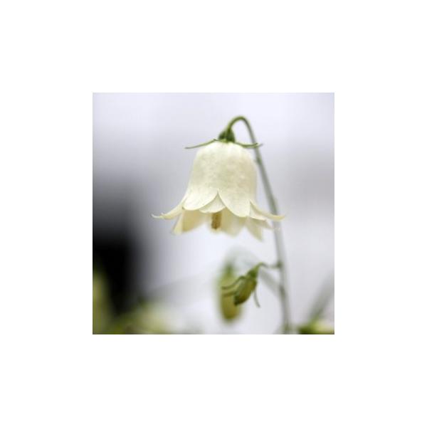「岩沙参（いわしゃじん）」は、秋の山野草を代表する花で、風に揺れる姿がとても趣き深い花です。鉢植えや、寄せ植え、ロックガーデンに最適です。本州中部〜東海地方の山地の沢や渓谷の岩場に自生します。本種は珍しいイワシャジンの白花ダブル咲きタイプで...