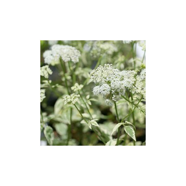 「斑入り岩三つ葉（フイリイワミツバ）」は、ヨーロッパ原産のセリ科の耐寒性宿根草です。初夏にすっと花茎を伸ばし、ホワイトレースフラワー(ドクゼリモドキ)に似た、房状の小さな白い花を咲かせます。葉は明るい緑色で、クリーム色の斑が不規則に入り、爽...