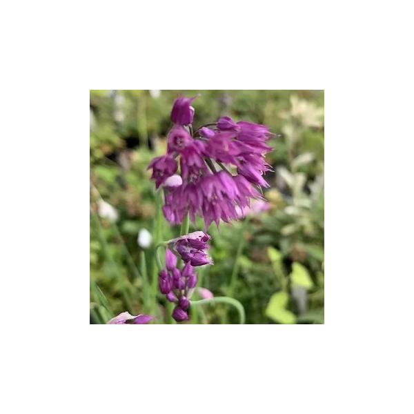 チベット原産のアリウムで花茎の先端に下向きに散形し切れ込みの深い釣鐘形の花を咲かせます。全体的にコンパクトで纏まりがあり、よく日の当たるロックガーデンなどにお勧めです。学名 Allium tibeticm分類 ヒガンバナ科ネギ属開花期　6〜...
