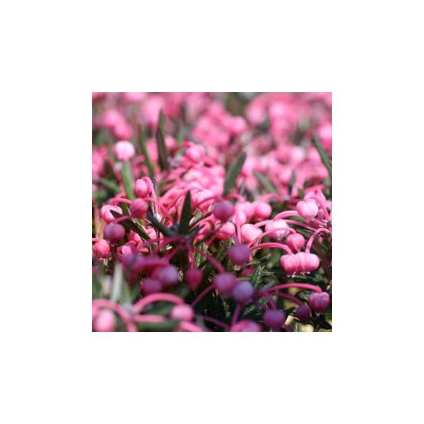 ヒメシャクナゲはスズランのように釣り下がった花がかわいらしい常緑小低木です。つぼみの頃は紅色で開くとピンク色の花が咲きます。葉の色は濃いグリーンで紅葉時は赤みがかります。