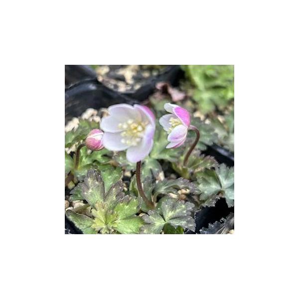 通常のニリンソウより小型ですが開花期が早く、花付きがいい。花弁裏が薄いピンク色に色付くのが特徴です。学名 Anemone flaccida分類 キンポウゲ科イチリンソウ属開花期　3月~4月高さ 10cm程度耐寒性　強い備考※植物には個体差が...