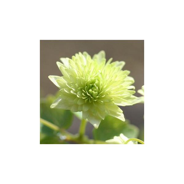 緑の花色が珍しい、八重咲きバイカカラマツ。鉢植えや寄せ植えに最適です。