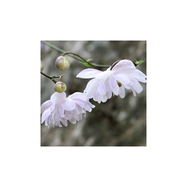 気品のある花姿が人気の山野草です。レンゲショウマの八重咲きです。蓮のような花びらが何枚も重なり美しいです。