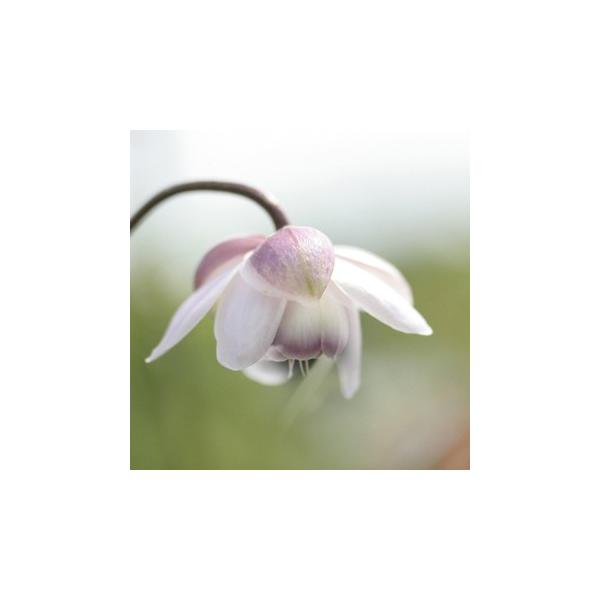 気品のある花姿が人気の山野草です。盛夏に淡紫色の蓮のような花を吊り下げて咲かせる姿は何年見ても飽きません。遮光さえできれば大変育てやすい花です。本州（福島〜奈良県）の深山に自生します。