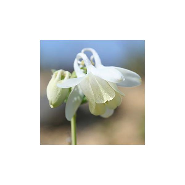 北海道、本州中部以北、東アジアの高山帯に生えるミヤマオダマキの白花です。オダマキに比べ、草丈が大きくならないのが特徴です。和・洋どちらにも良く合い、日向から日陰まで幅広く植えられます。鉢植え、露地植え、ロックガーデンなどに。