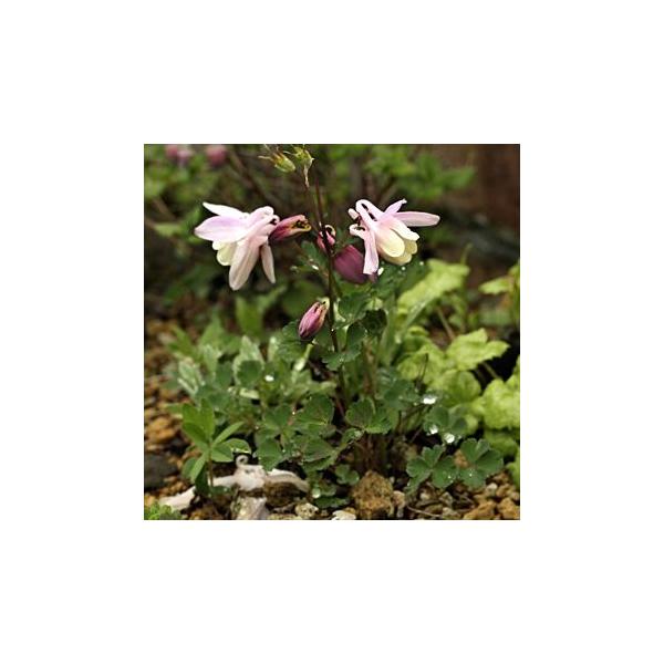 北海道、本州中部以北、東アジアの高山帯に生えるミヤマオダマキの桃花です。オダマキに比べ、草丈が大きくならないのが特徴です。和・洋どちらにも良く合い、日向から日陰まで幅広く植えられます。鉢植え、露地植え、ロックガーデンなどに。