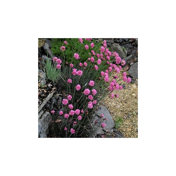 地を這い成長をします。株全体が黒身を帯びマット状になるのでグランドカバーとしてもお勧めです。乾燥には強いのですが夏の長雨に少し弱い所を見せるので水はけのよい用土や雨よけなどで工夫するとよく育ちます。